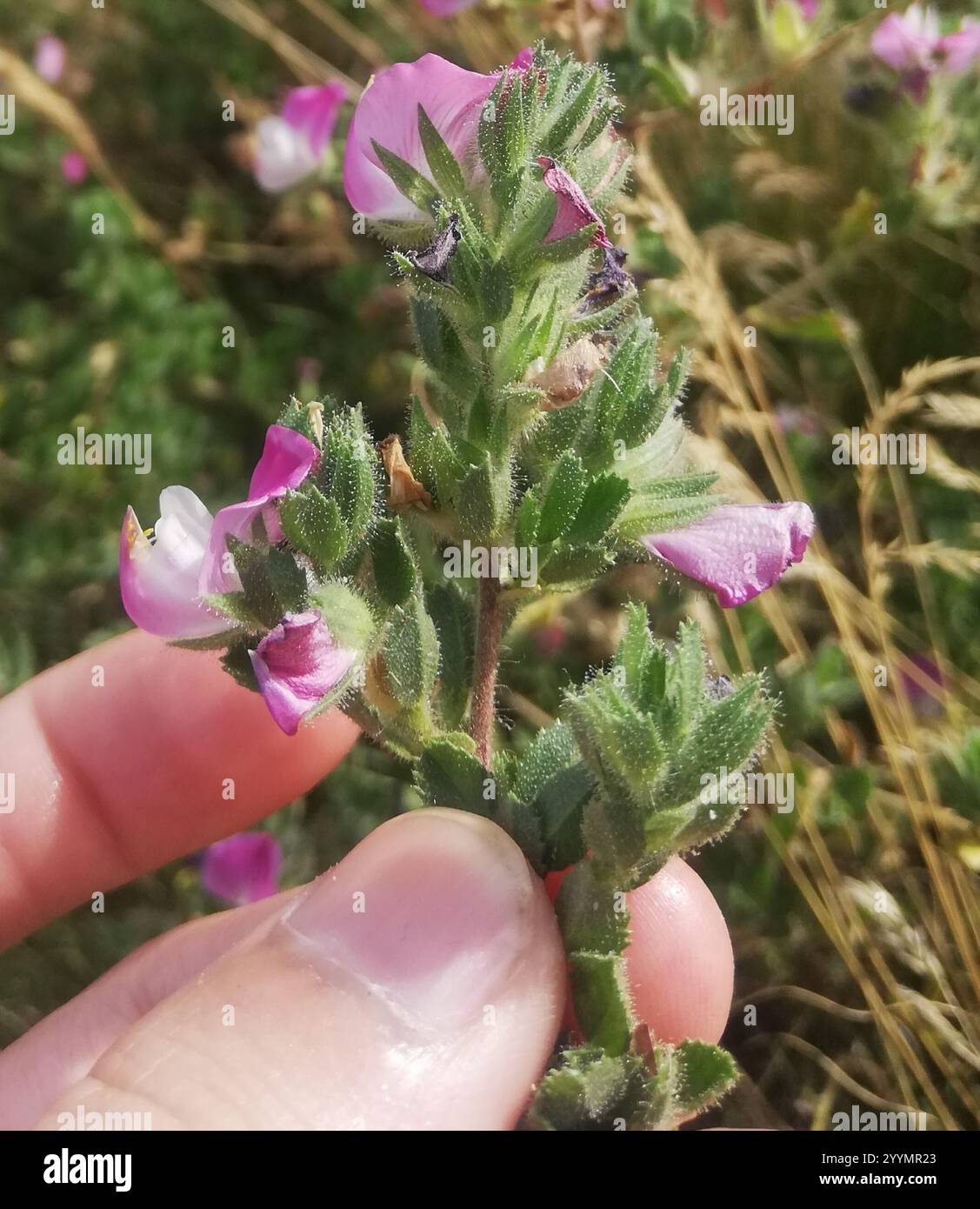 common restharrow (Ononis spinosa procurrens Stock Photo - Alamy