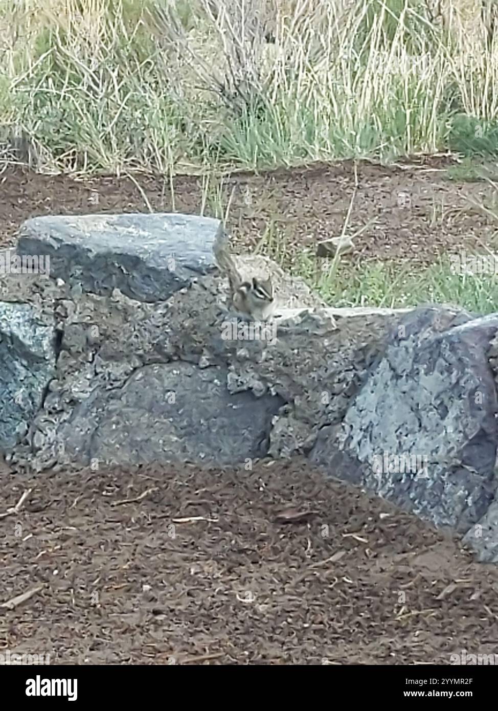 Least Chipmunk (Neotamias minimus Stock Photo - Alamy