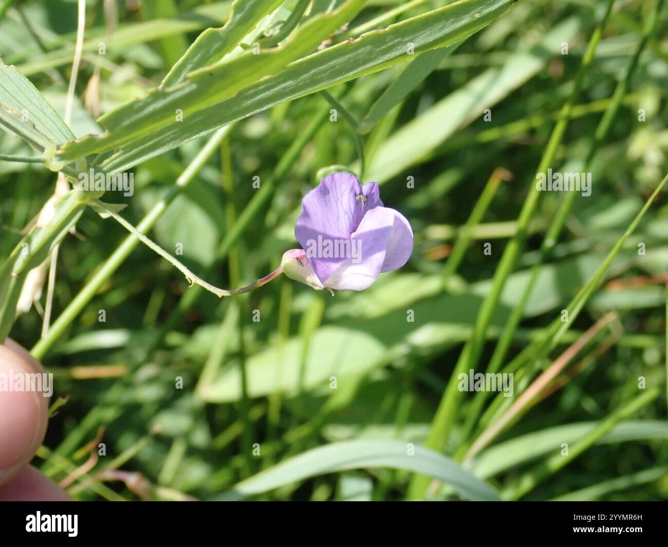 marsh pea (Lathyrus palustris Stock Photo - Alamy