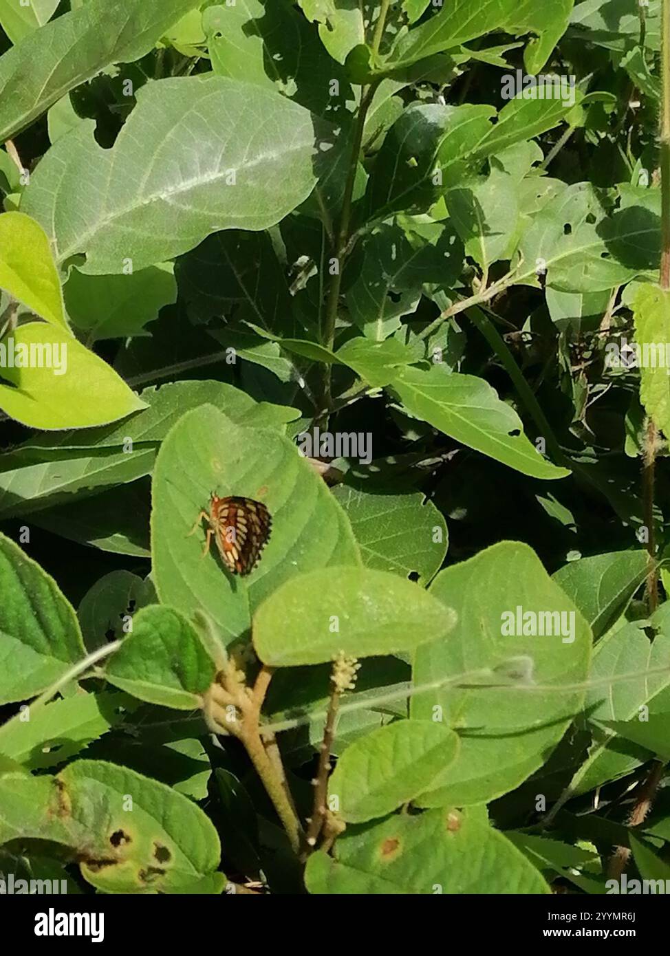 Theona Checkerspot (Chlosyne theona Stock Photo - Alamy