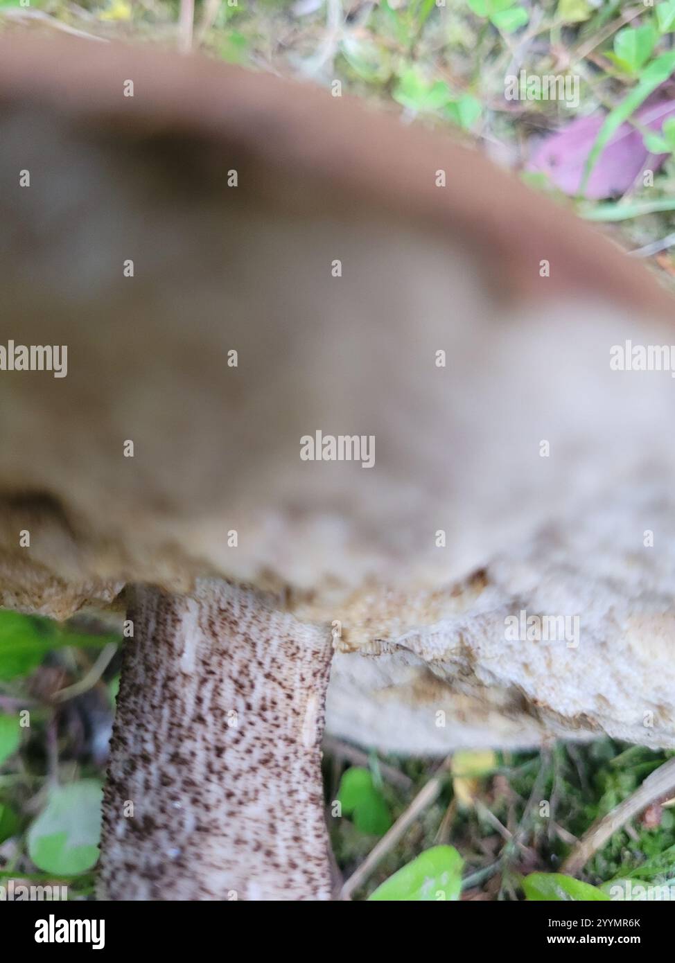 Red-capped Scaber Stalk (Leccinum aurantiacum Stock Photo - Alamy