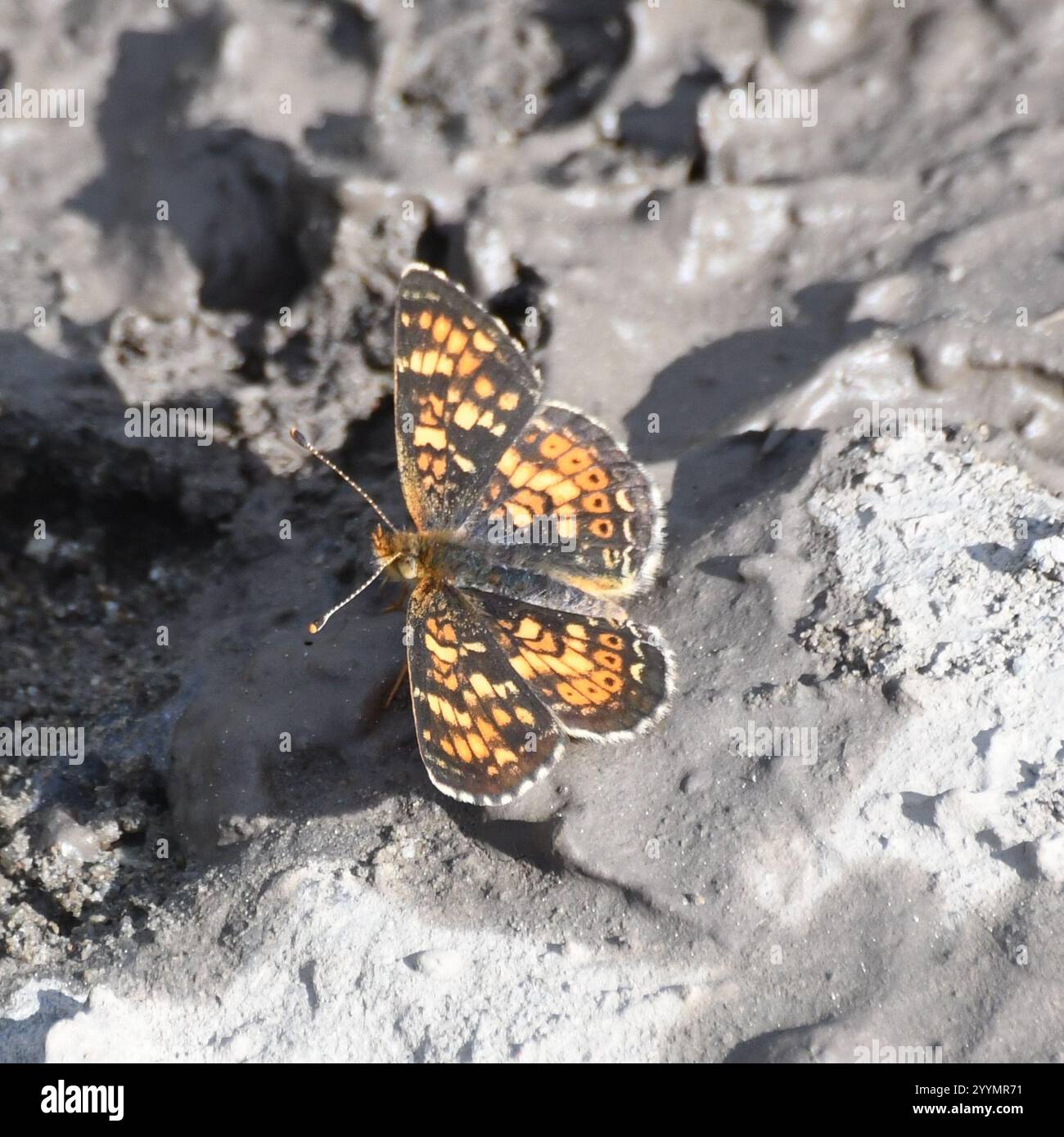 Field Crescent (Phyciodes pulchella Stock Photo - Alamy
