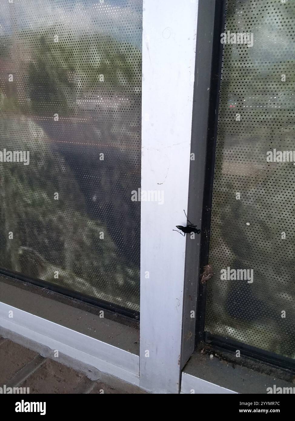 Steel-blue Cricket-hunter Wasp (Chlorion aerarium Stock Photo - Alamy