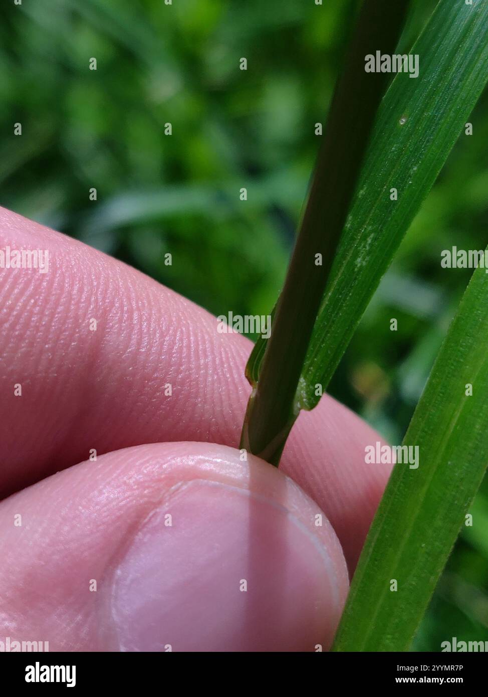 palm sedge (Carex muskingumensis Stock Photo - Alamy