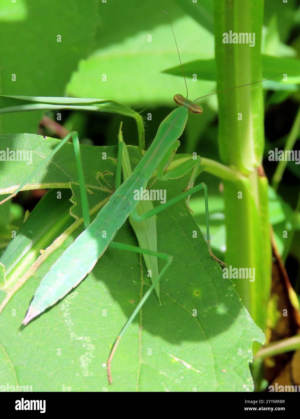 Chinese Mantis (Tenodera sinensis Stock Photo - Alamy