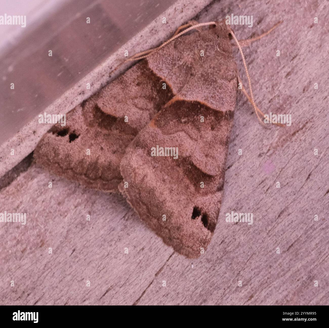 Crassiuscula hi-res stock photography and images - Alamy