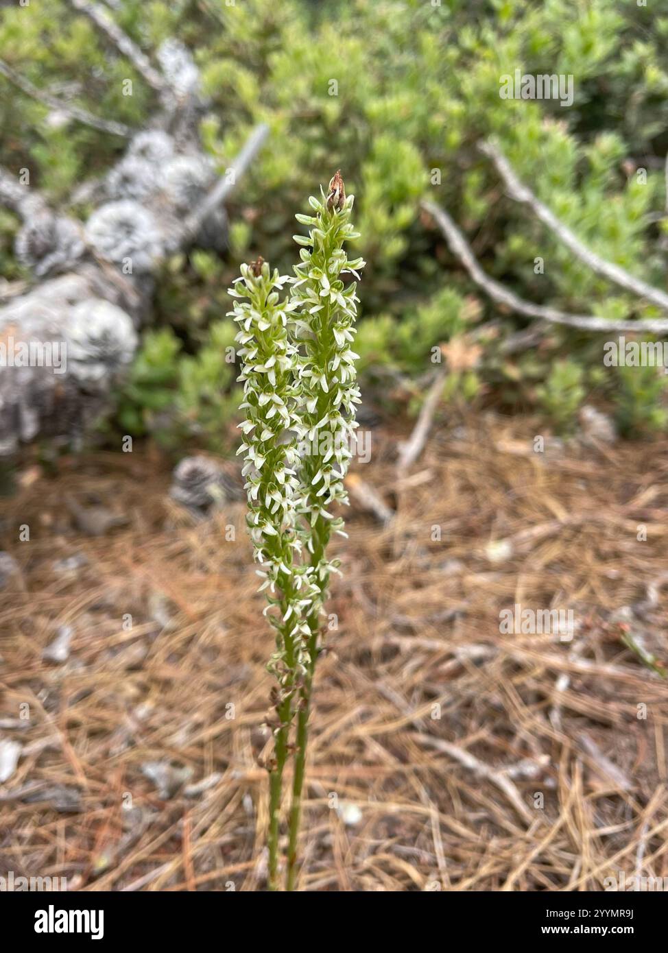 Yadon's Rein Orchid (Platanthera yadonii Stock Photo - Alamy