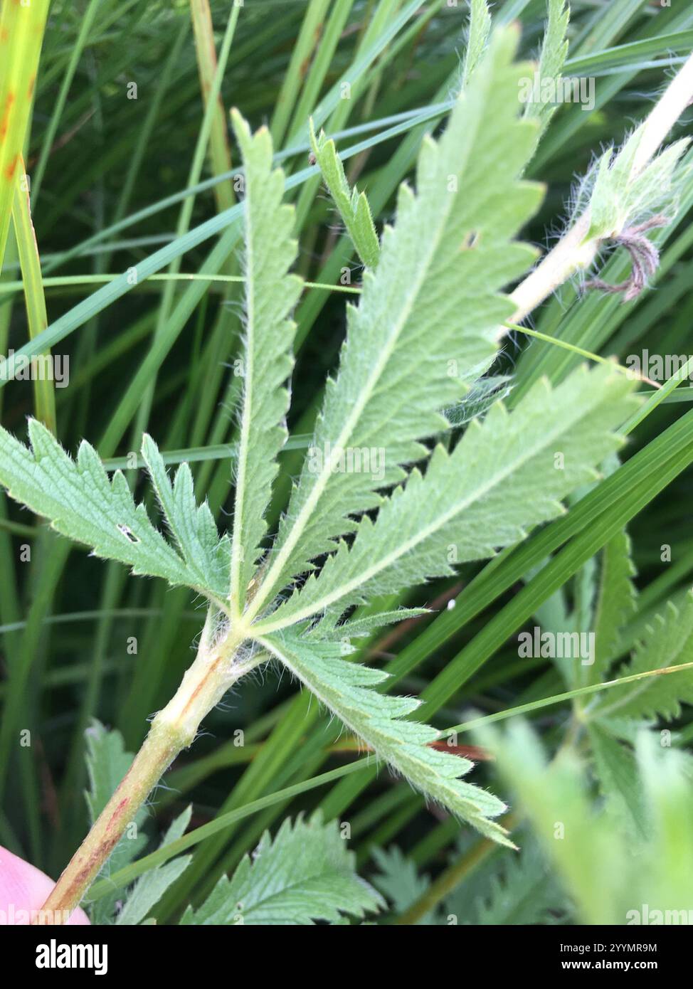 sulphur cinquefoil (Potentilla recta Stock Photo - Alamy