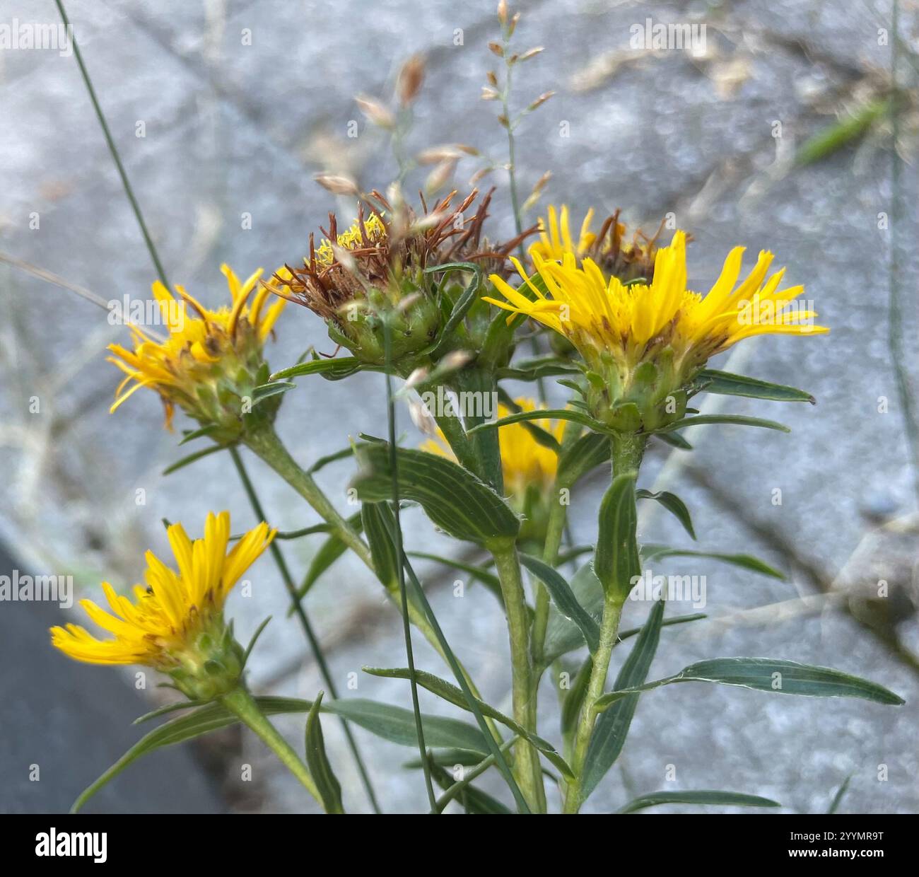 Sword-leaved Inula (Pentanema ensifolium Stock Photo - Alamy