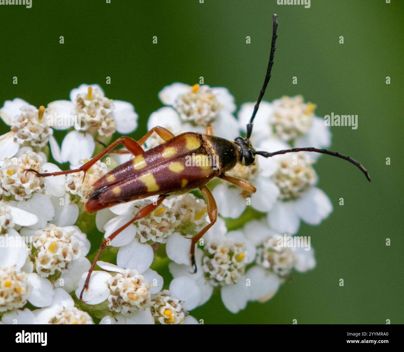 Banded Longhorn Beetle (Typocerus velutinus Stock Photo - Alamy