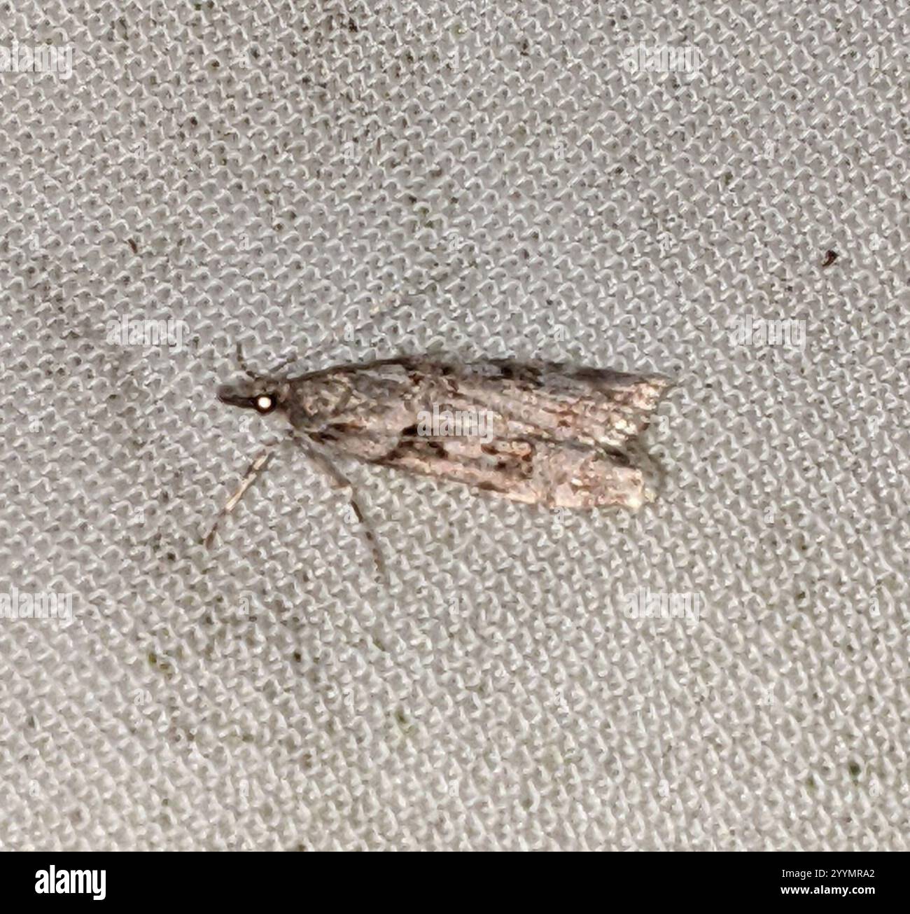 Double-striped Scoparia Moth (Scoparia biplagialis Stock Photo - Alamy