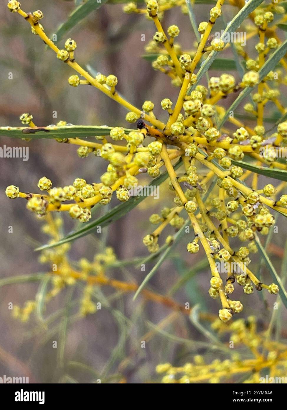 Golden Wattle (Acacia decora Stock Photo - Alamy
