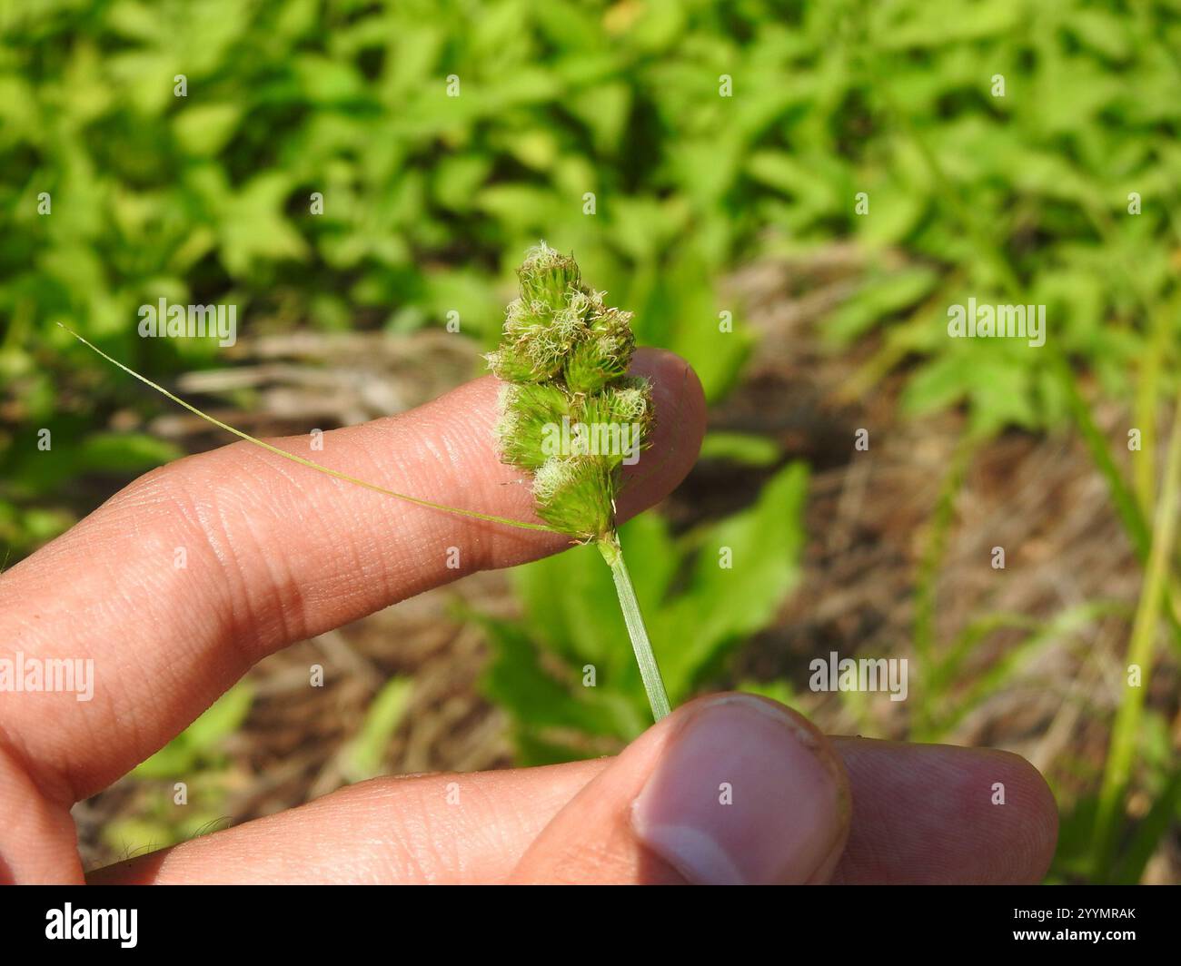blunt broom sedge (Carex tribuloides Stock Photo - Alamy