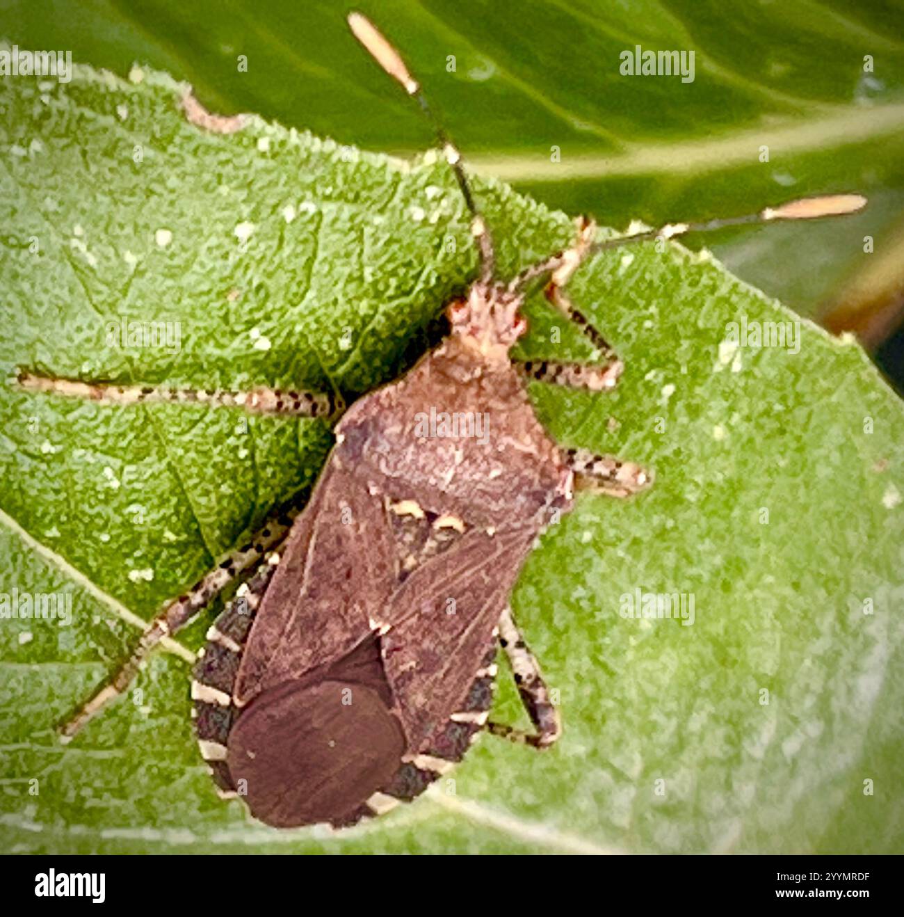 Horned Squash Bug (Anasa armigera Stock Photo - Alamy