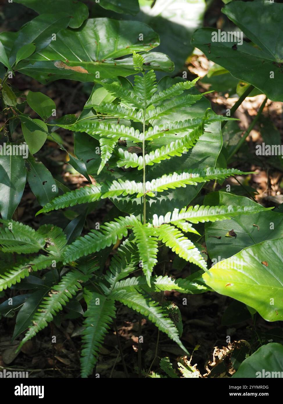 Pteris fauriei hi-res stock photography and images - Alamy