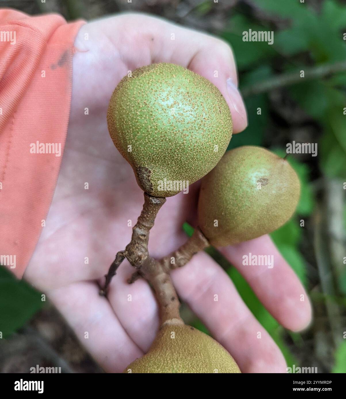 buckeyes and horse-chestnuts (Aesculus Stock Photo - Alamy