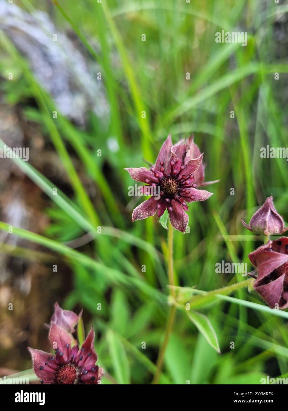 marsh cinquefoil (Comarum palustre Stock Photo - Alamy