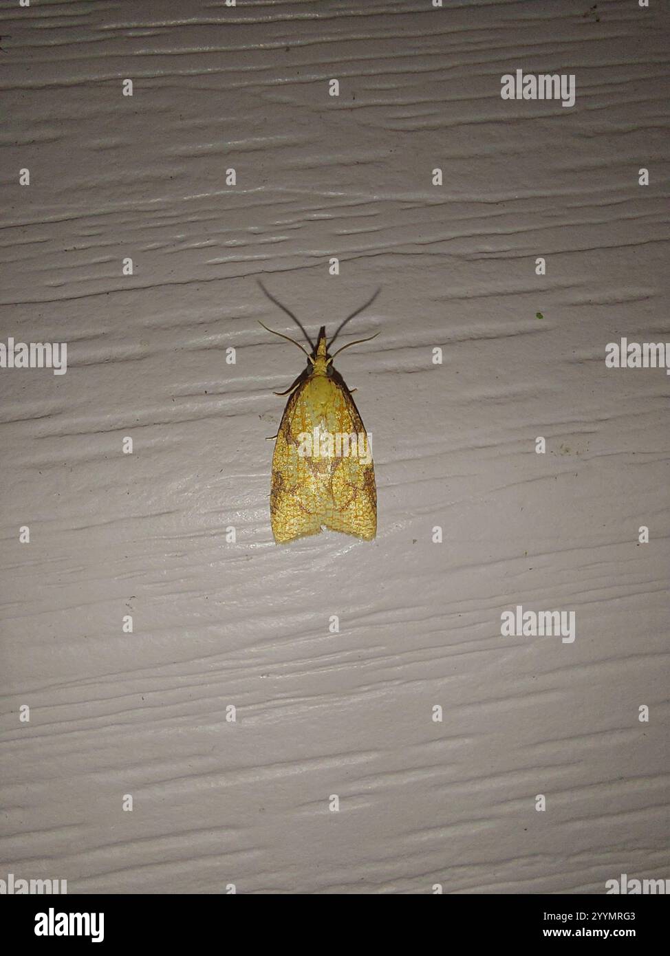 Reticulated Fruitworm Moth (Cenopis reticulatana Stock Photo - Alamy
