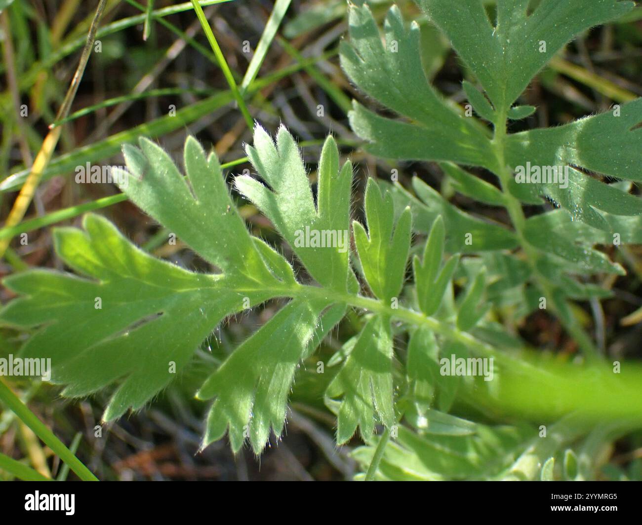 prairie smoke (Geum triflorum Stock Photo - Alamy