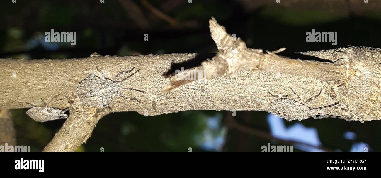 Rough Stink Bugs (Brochymena Stock Photo - Alamy
