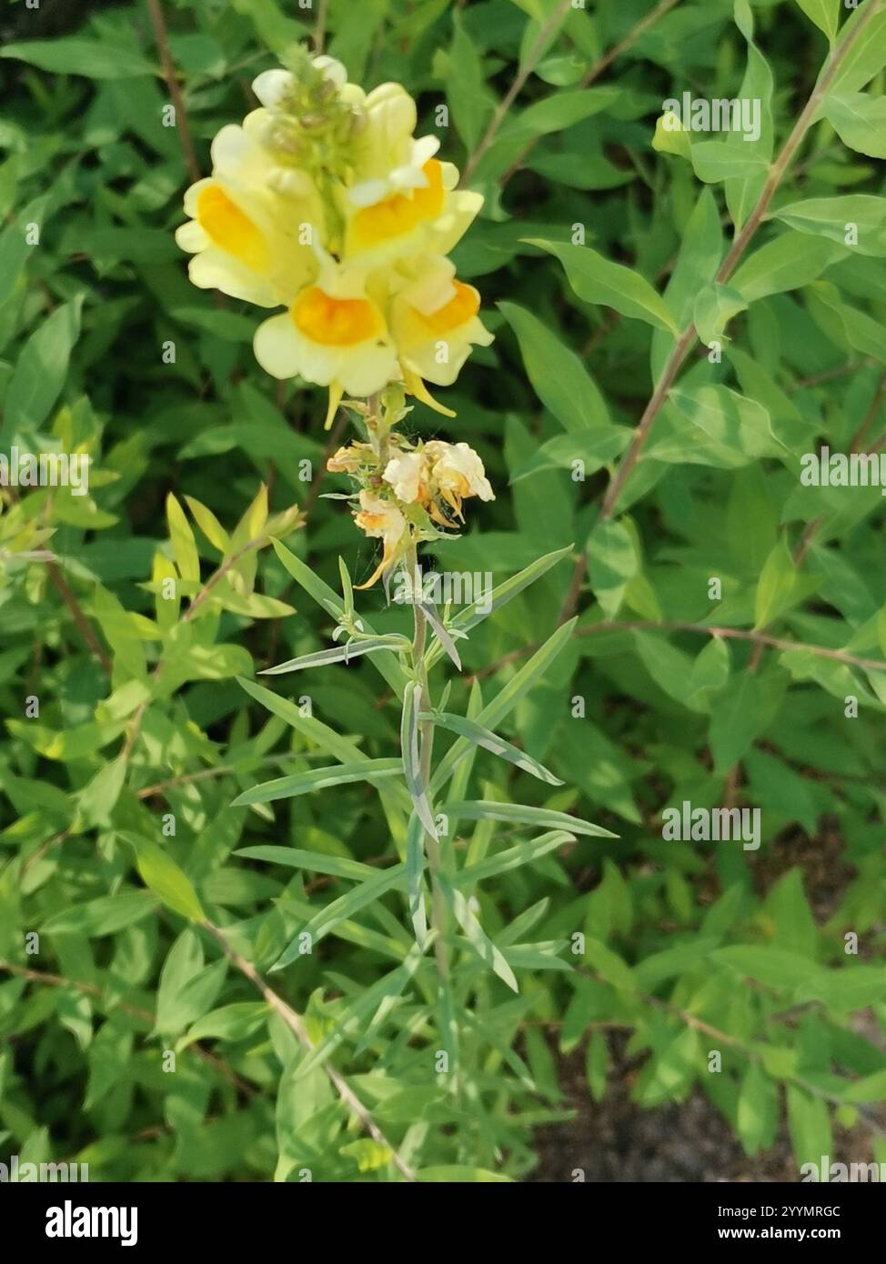 common toadflax (Linaria vulgaris Stock Photo - Alamy