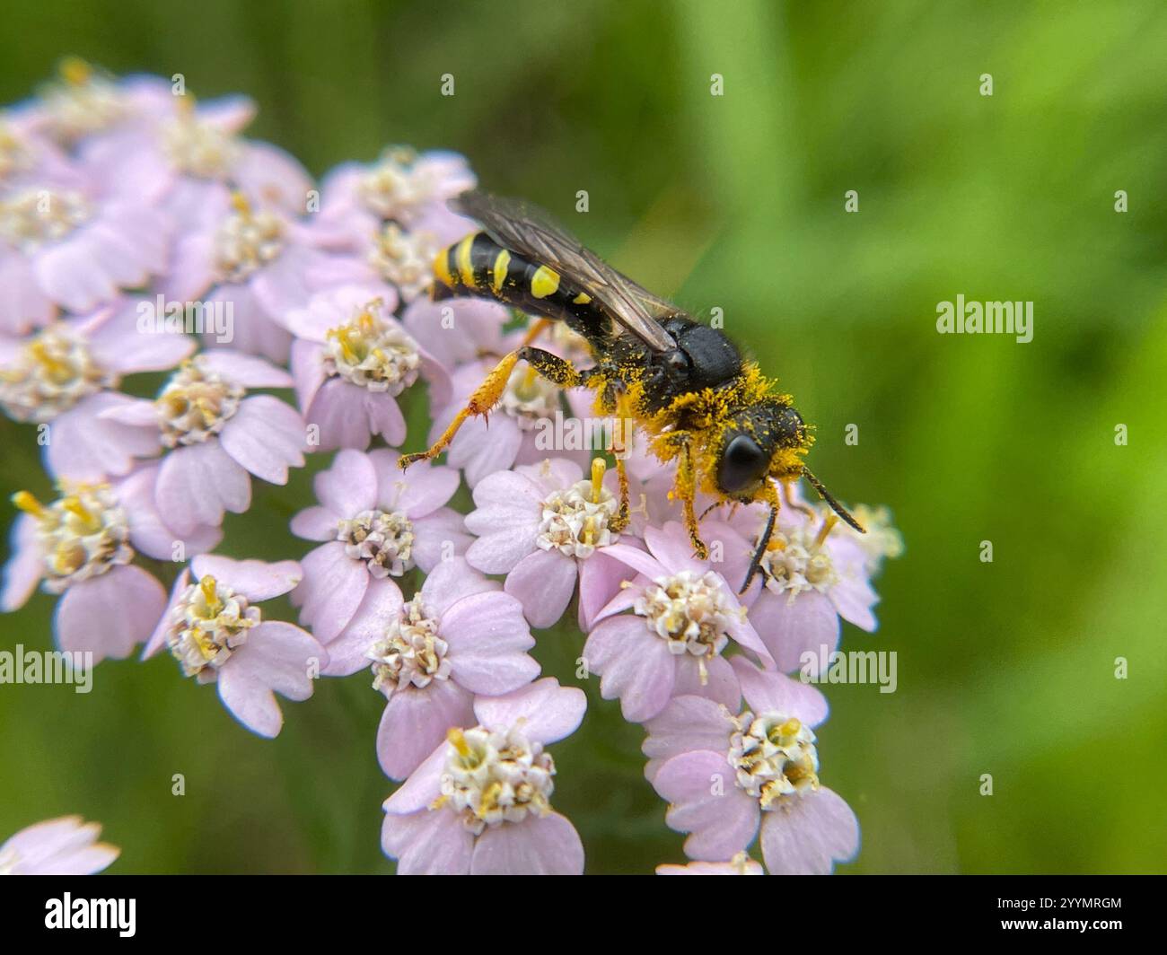 Shield handed wasps hi-res stock photography and images - Alamy