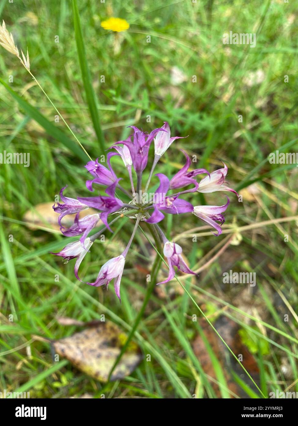 Hooker's onion (Allium acuminatum Stock Photo - Alamy