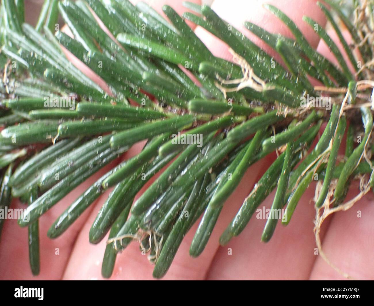 Pacific silver fir (Abies amabilis Stock Photo - Alamy