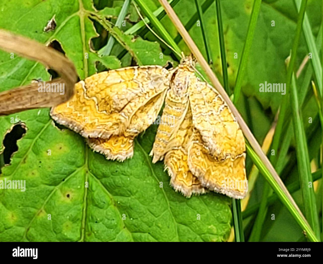 Yellow Shell Moth (Camptogramma bilineata Stock Photo - Alamy