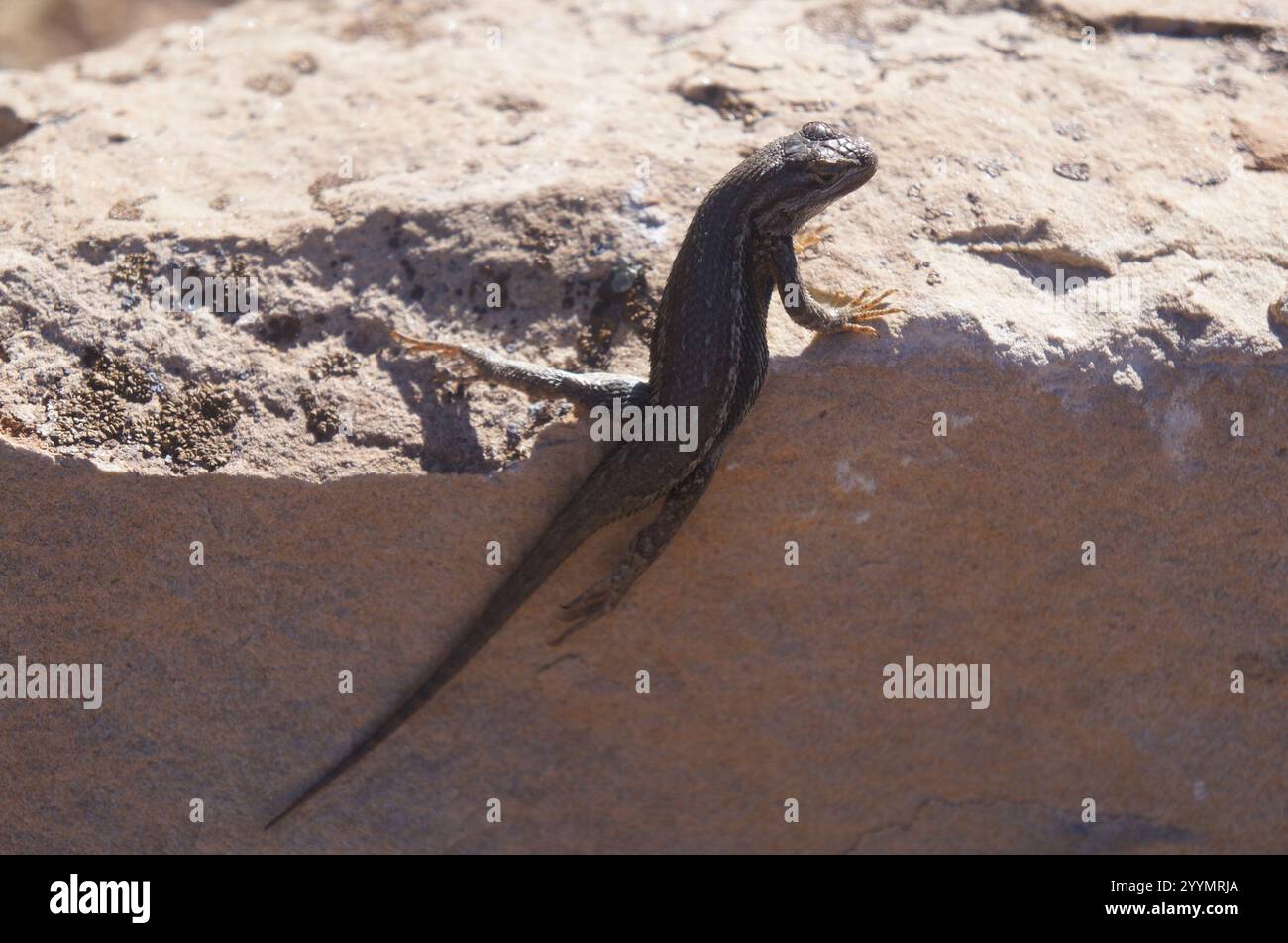 Plateau Fence Lizard (Sceloporus tristichus Stock Photo - Alamy