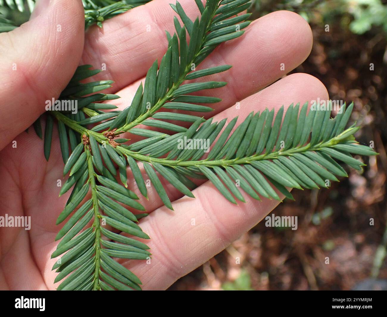 Pacific yew (Taxus brevifolia Stock Photo - Alamy