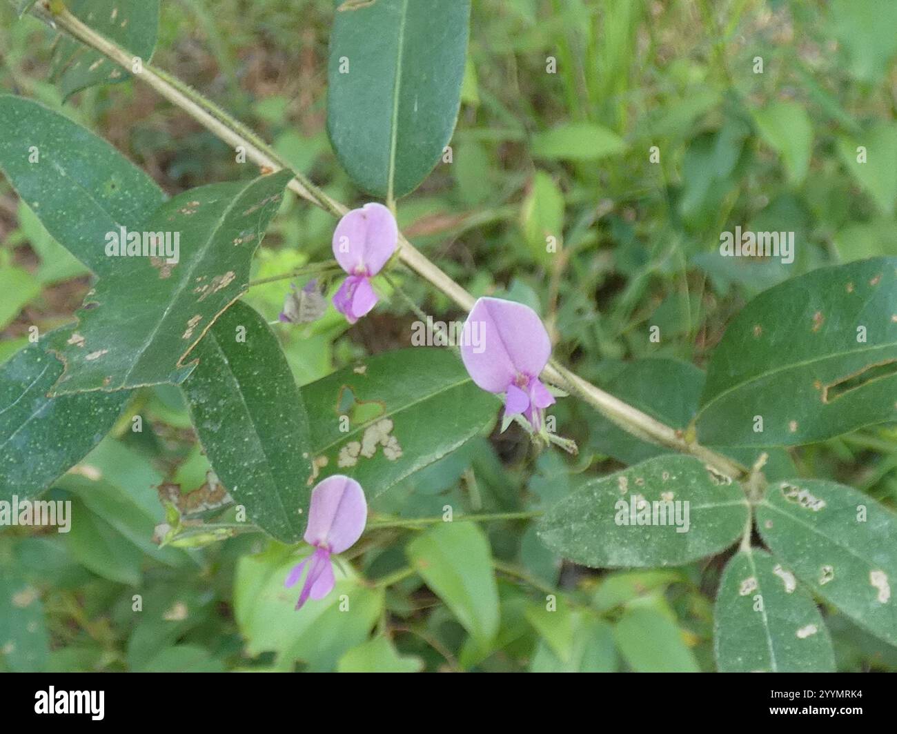 eastern milk-pea (Galactia regularis Stock Photo - Alamy
