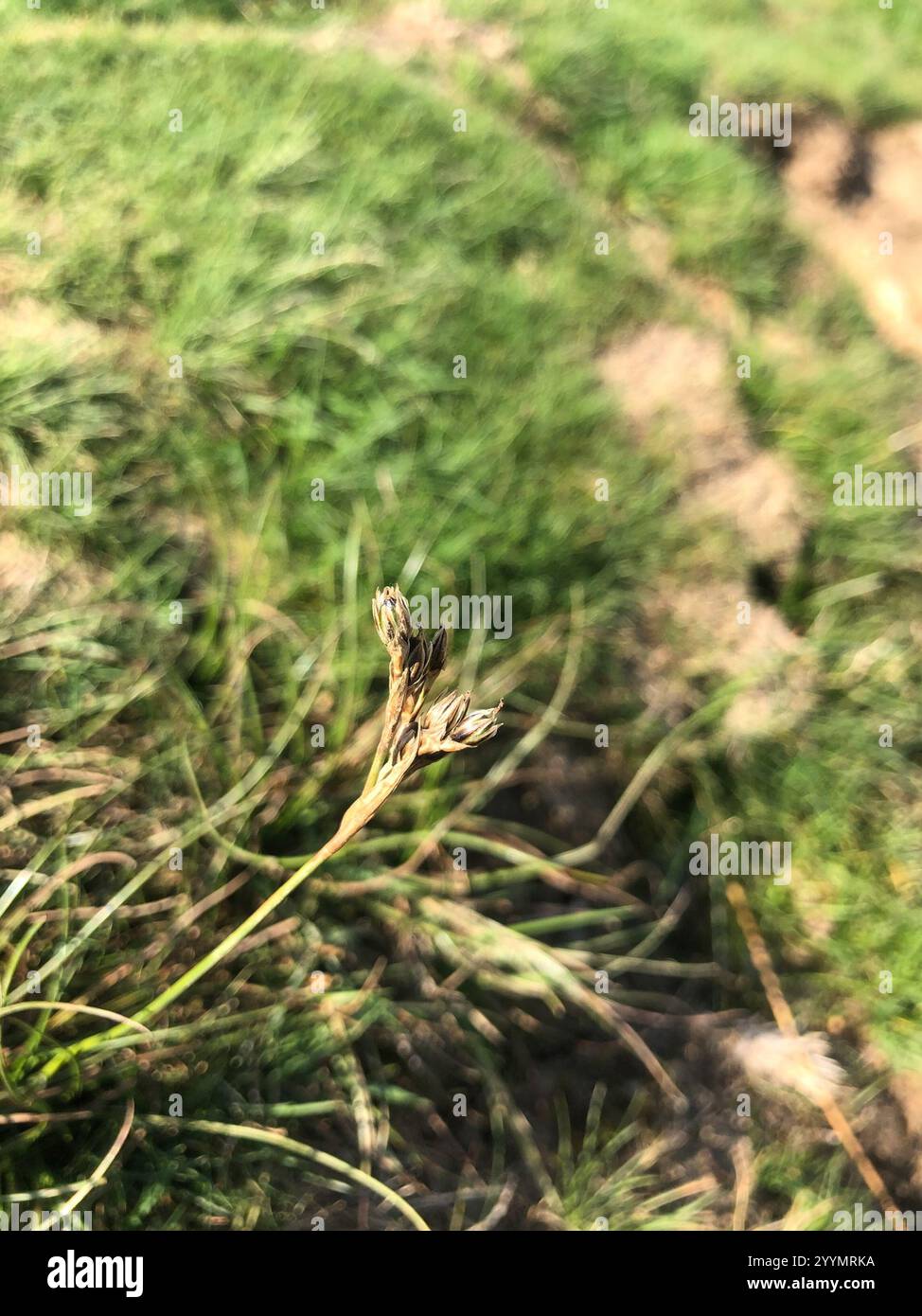Juncus squarrosus hi-res stock photography and images - Alamy