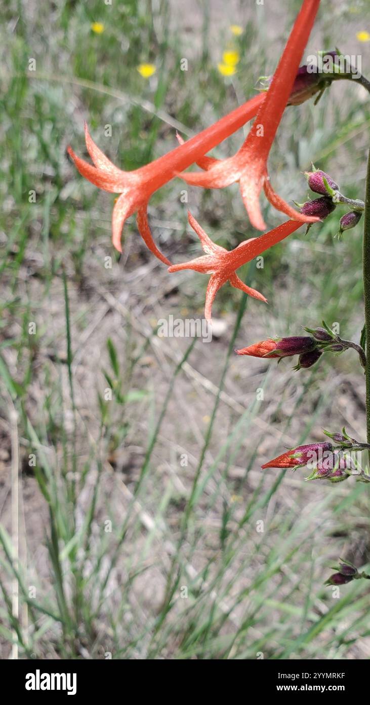 Scarlet Gilia (Ipomopsis aggregata Stock Photo - Alamy