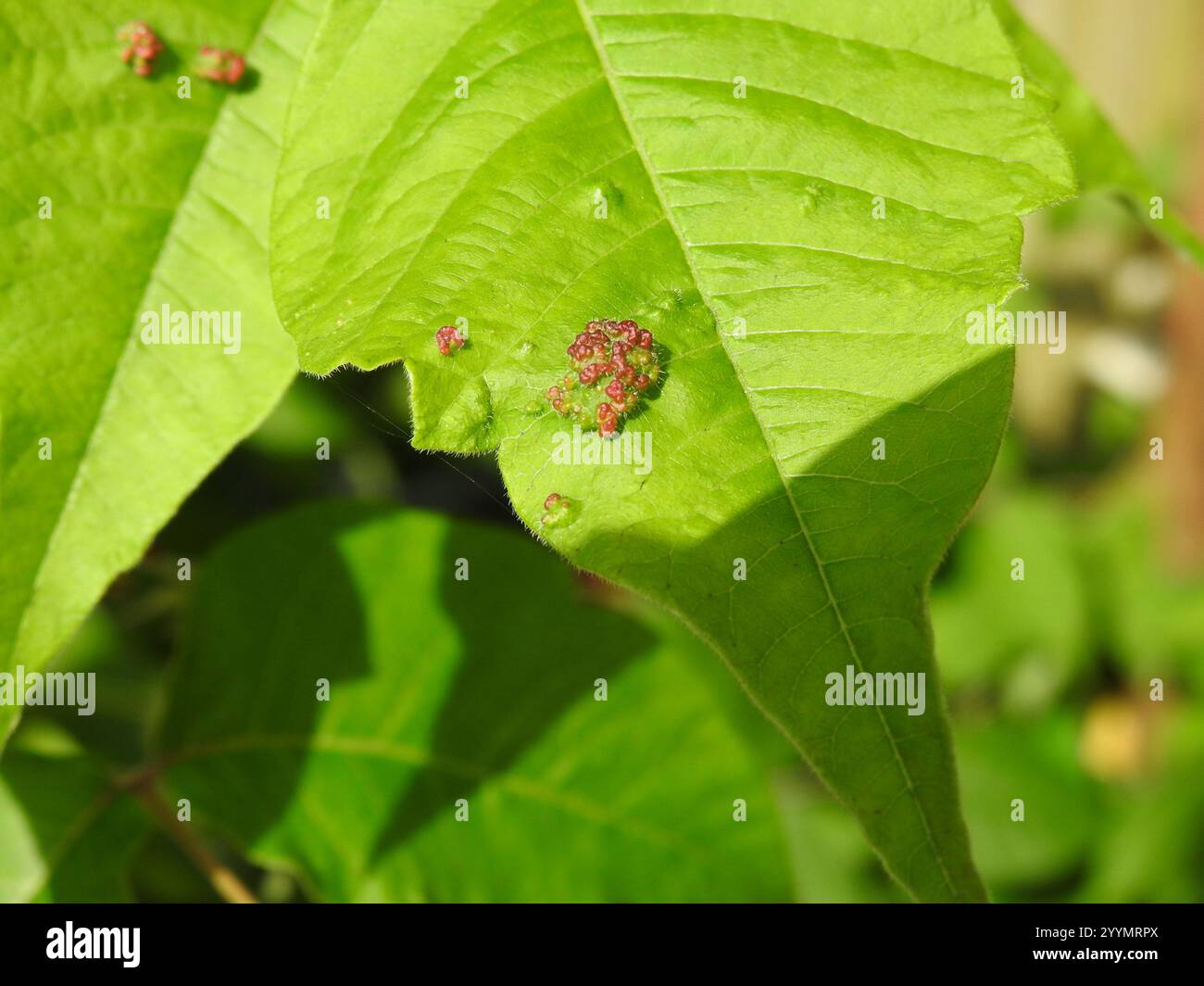 Poison Ivy Leaf Mite (Aculops rhois Stock Photo - Alamy
