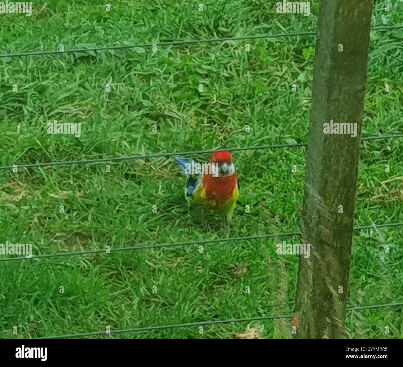 Eastern Rosella (Platycercus eximius Stock Photo - Alamy