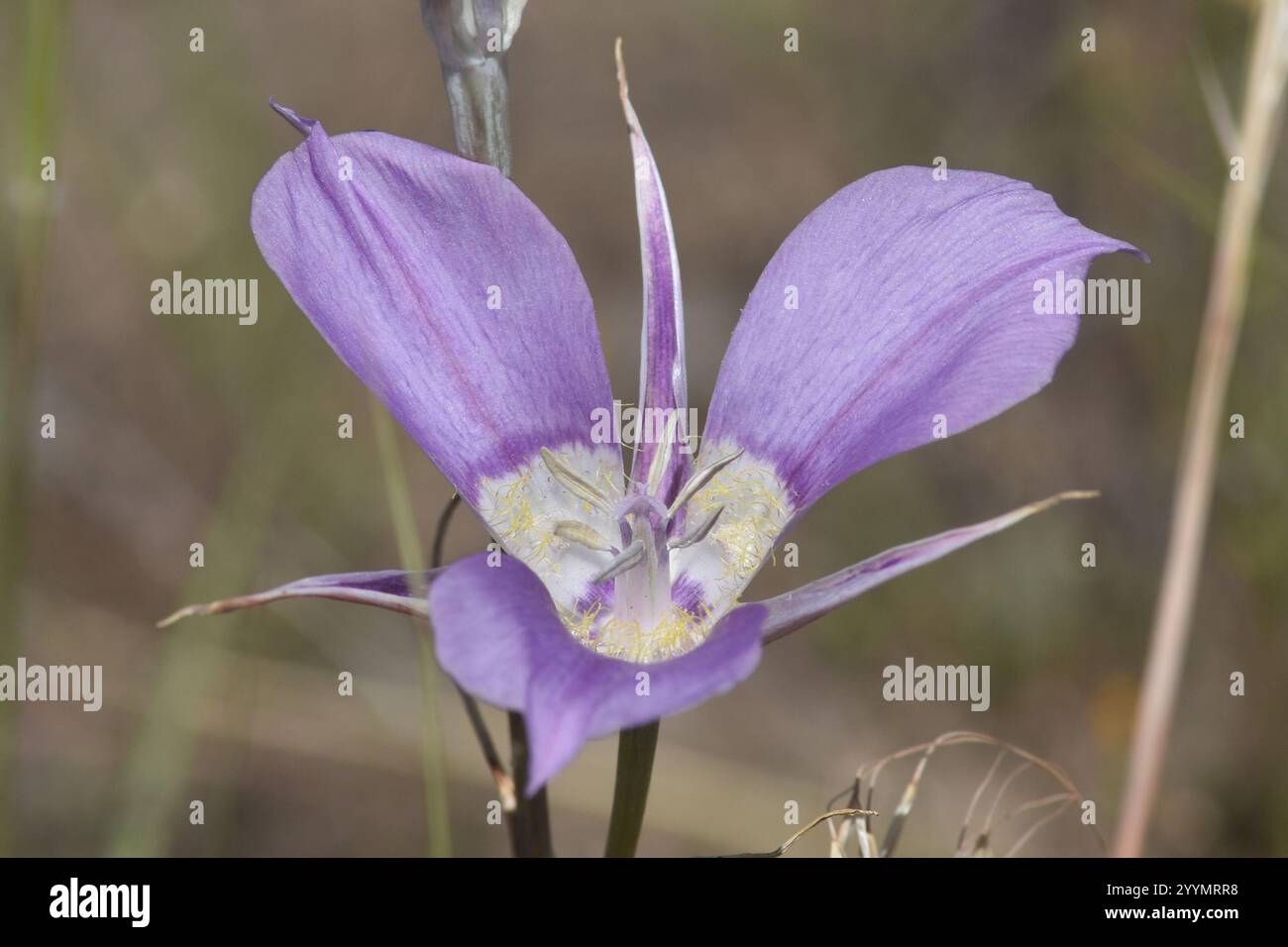 Sagebrush Mariposa Lily (Calochortus macrocarpus Stock Photo - Alamy