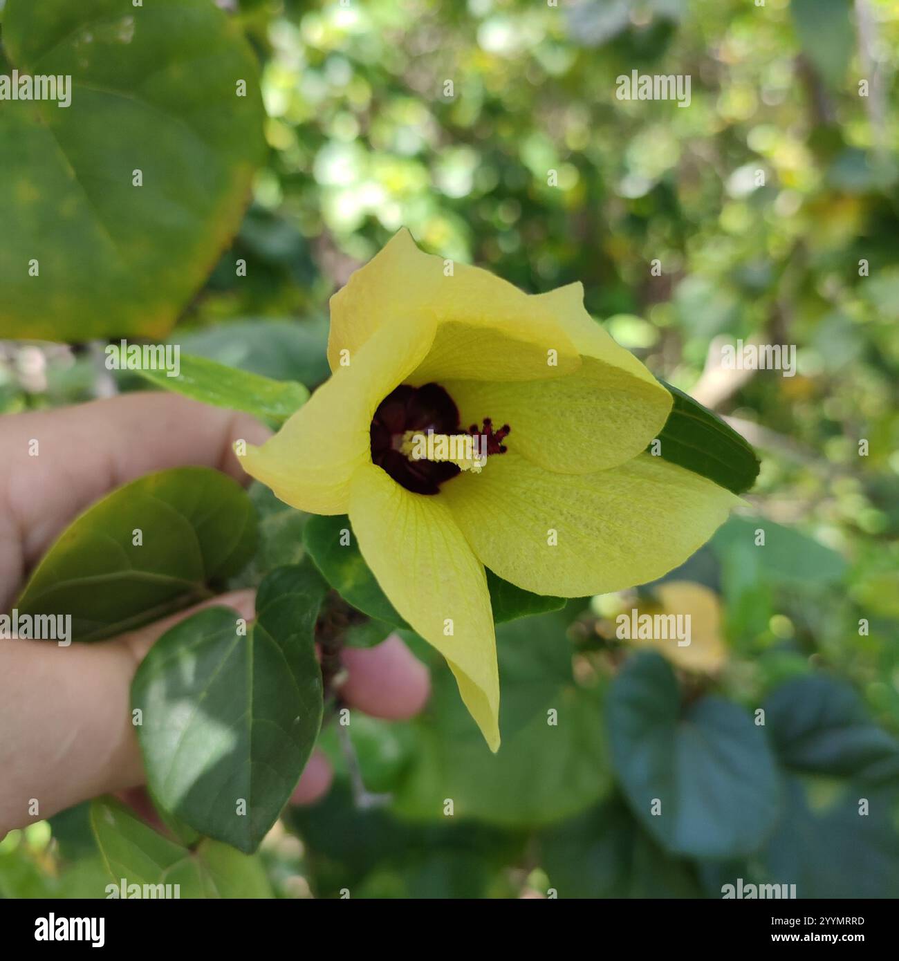 sea hibiscus (Hibiscus tiliaceus Stock Photo - Alamy