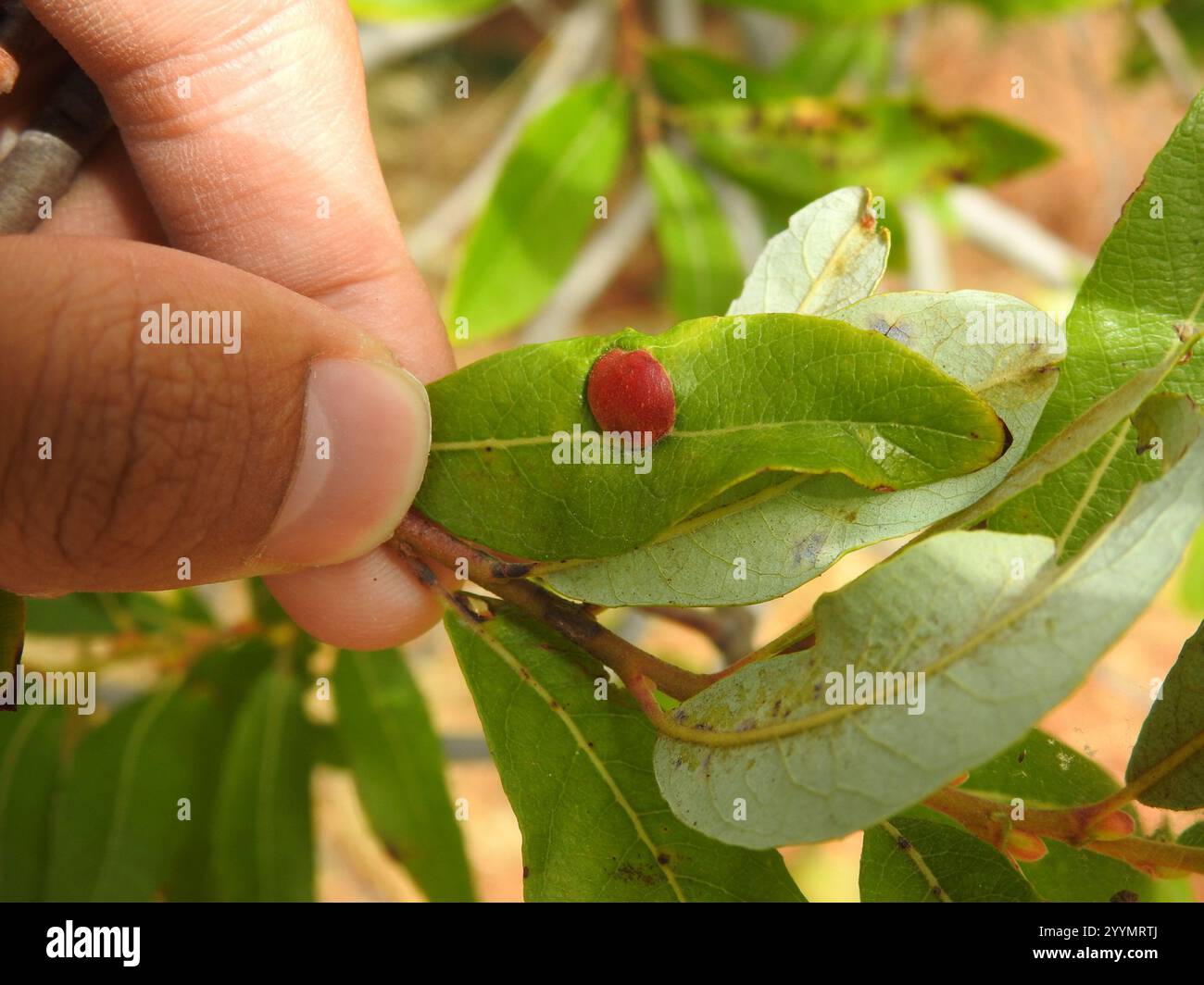 Willow Apple Gall Sawfly (Euura californica Stock Photo - Alamy