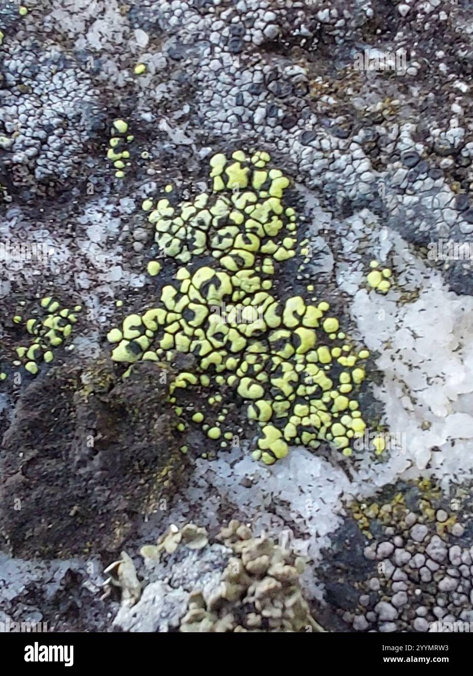 yellow map lichen (Rhizocarpon geographicum Stock Photo - Alamy