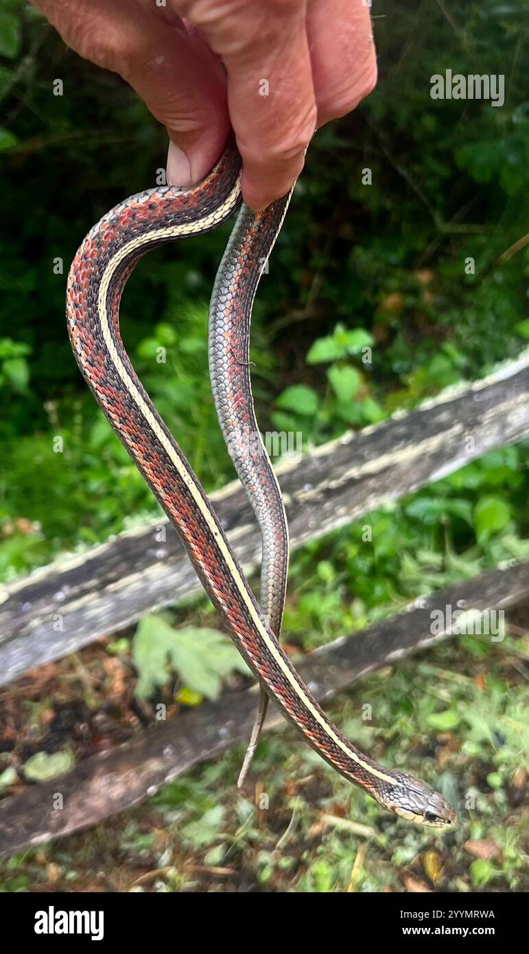 Coast Garter Snake (Thamnophis elegans terrestris Stock Photo - Alamy