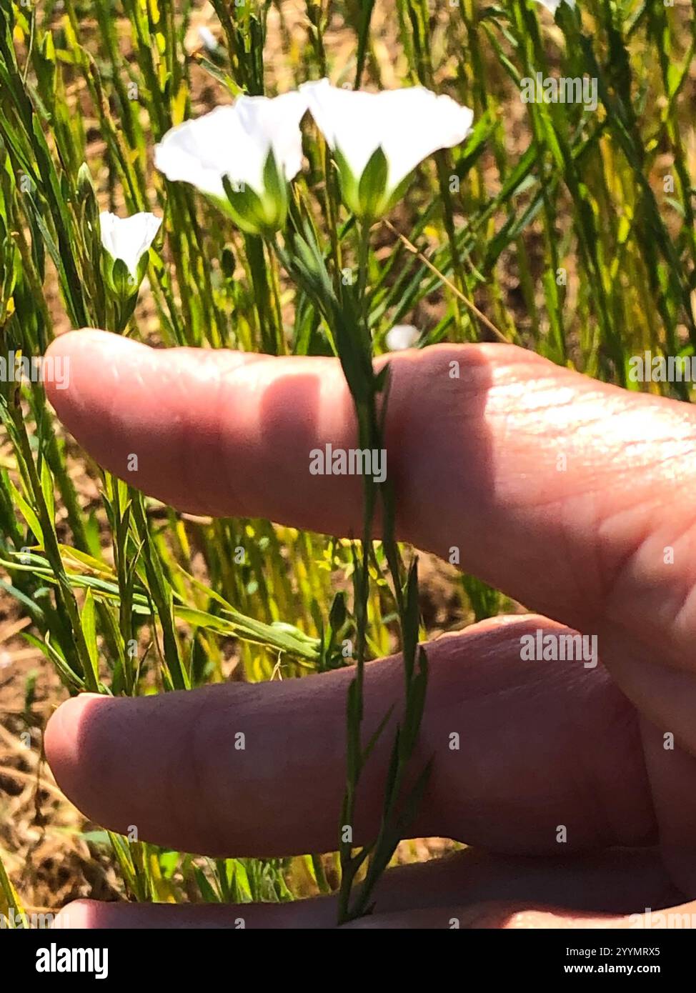 common flax (Linum usitatissimum Stock Photo - Alamy
