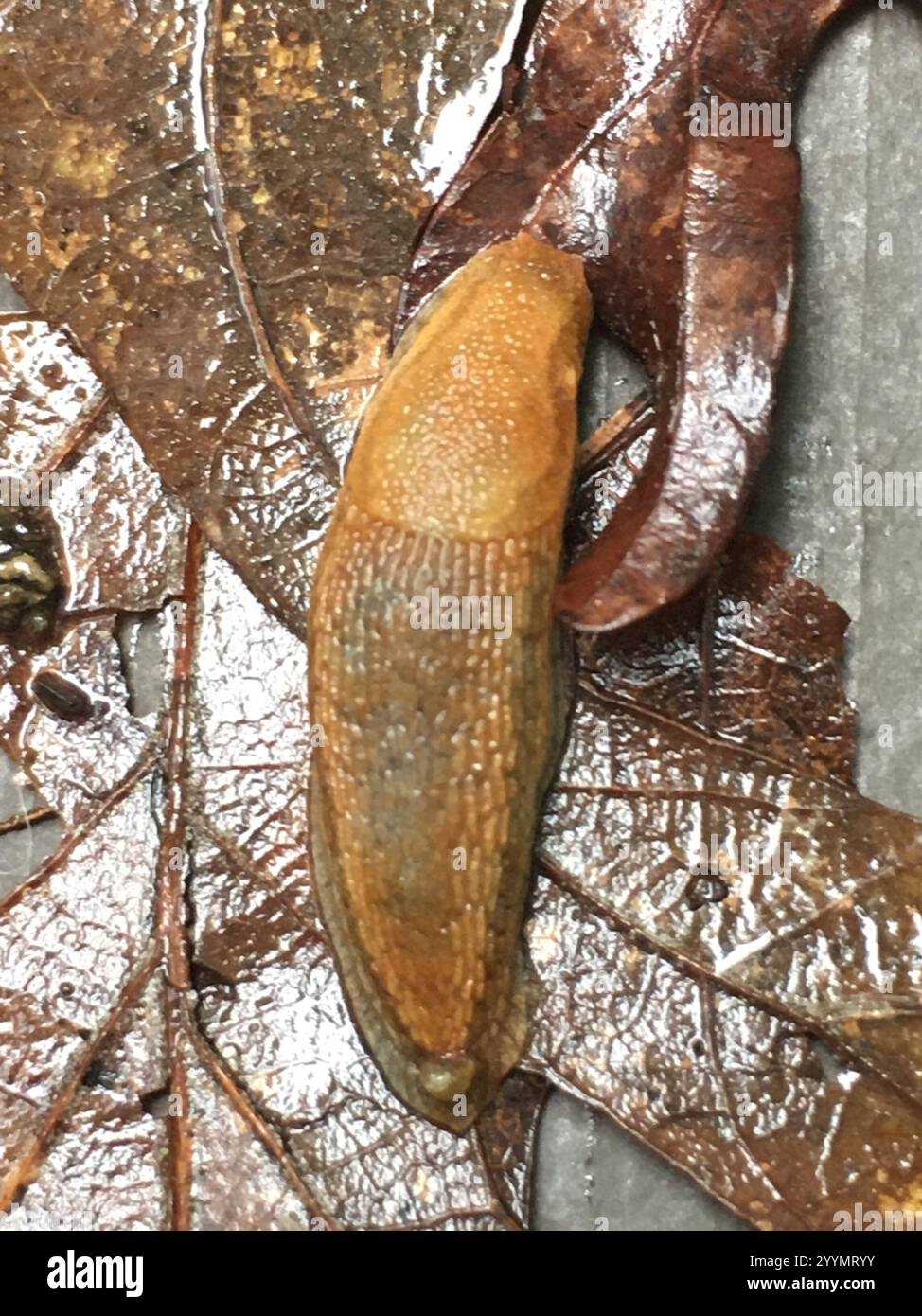 Arion Slugs (Arion Stock Photo - Alamy