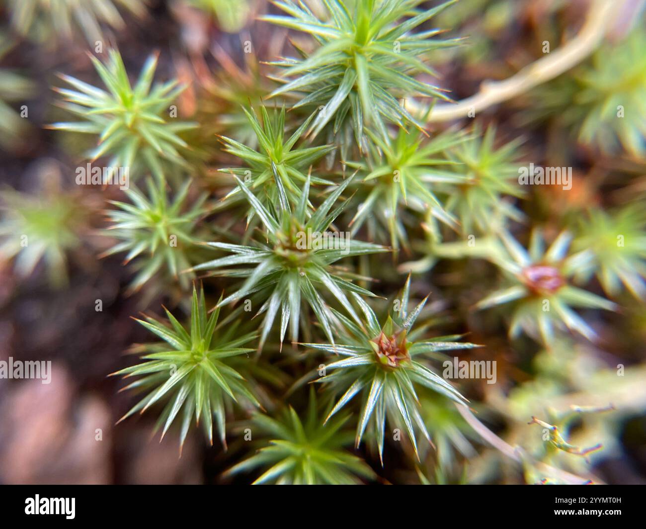 juniper haircap moss (Polytrichum juniperinum Stock Photo - Alamy