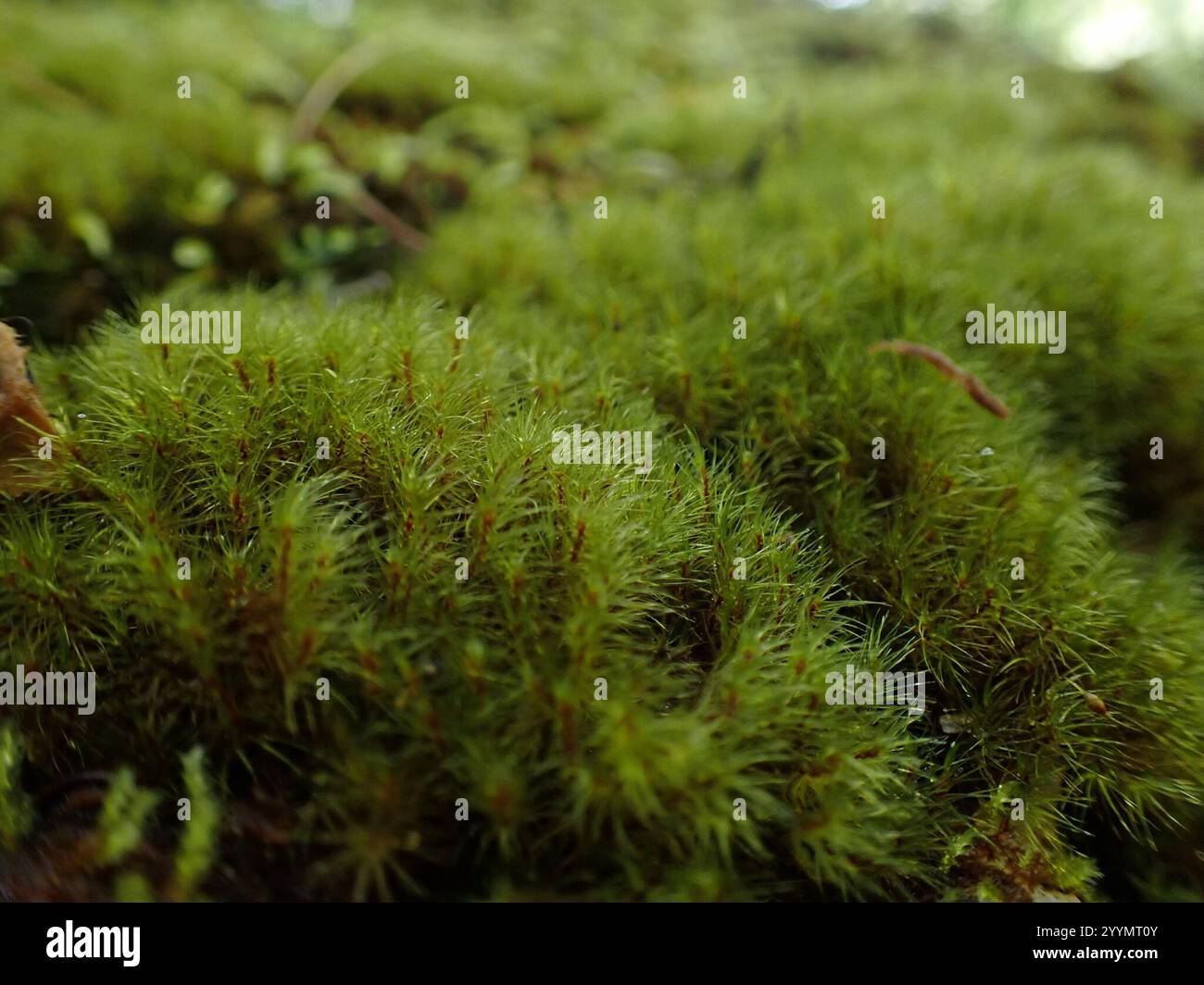 Sharp-leaved Blindia (Blindia acuta Stock Photo - Alamy
