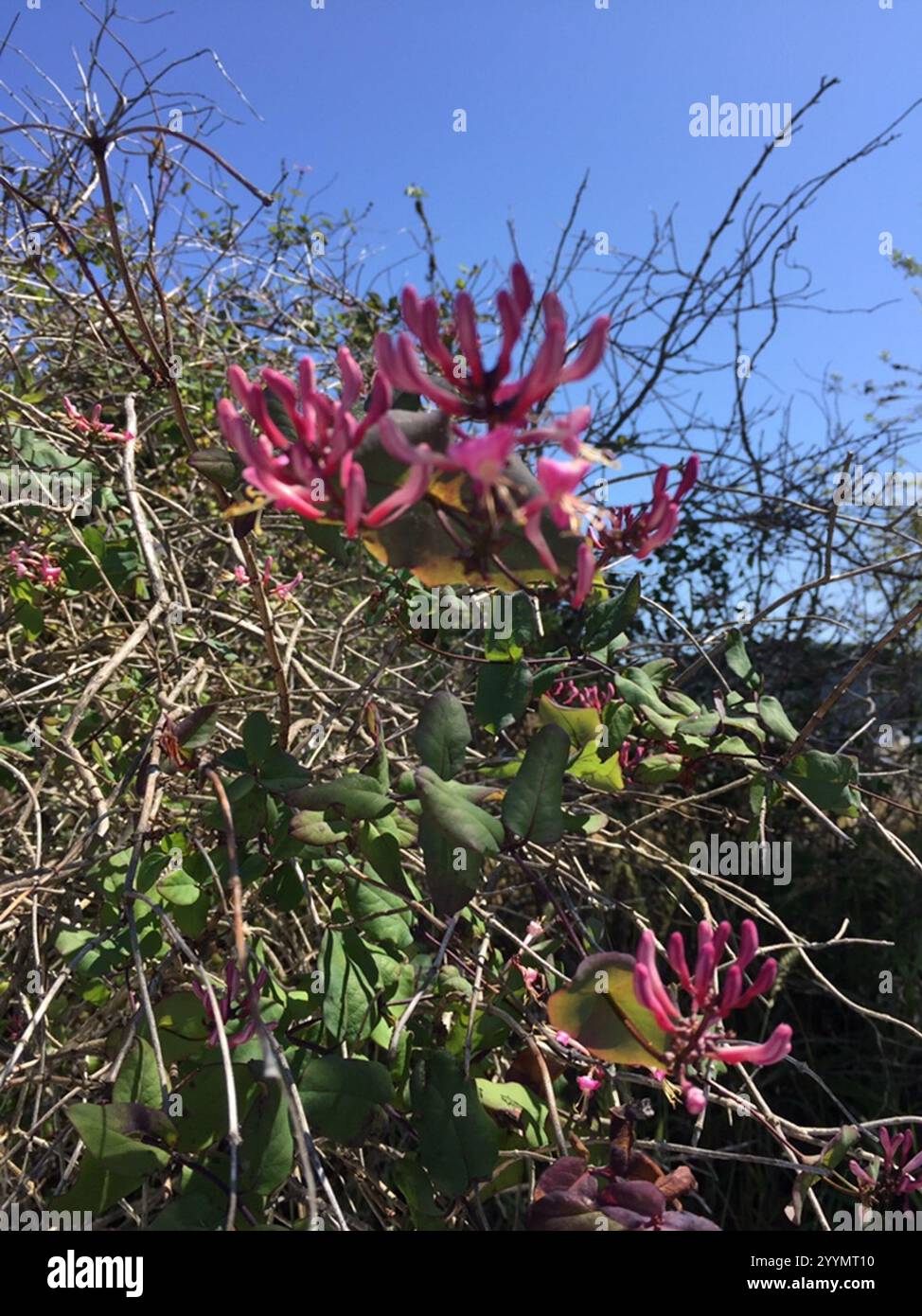 Pink Honeysuckle (Lonicera hispidula Stock Photo - Alamy