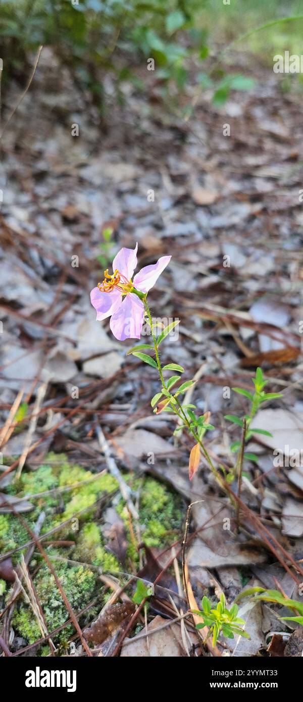 Maryland meadowbeauty (Rhexia mariana mariana Stock Photo - Alamy