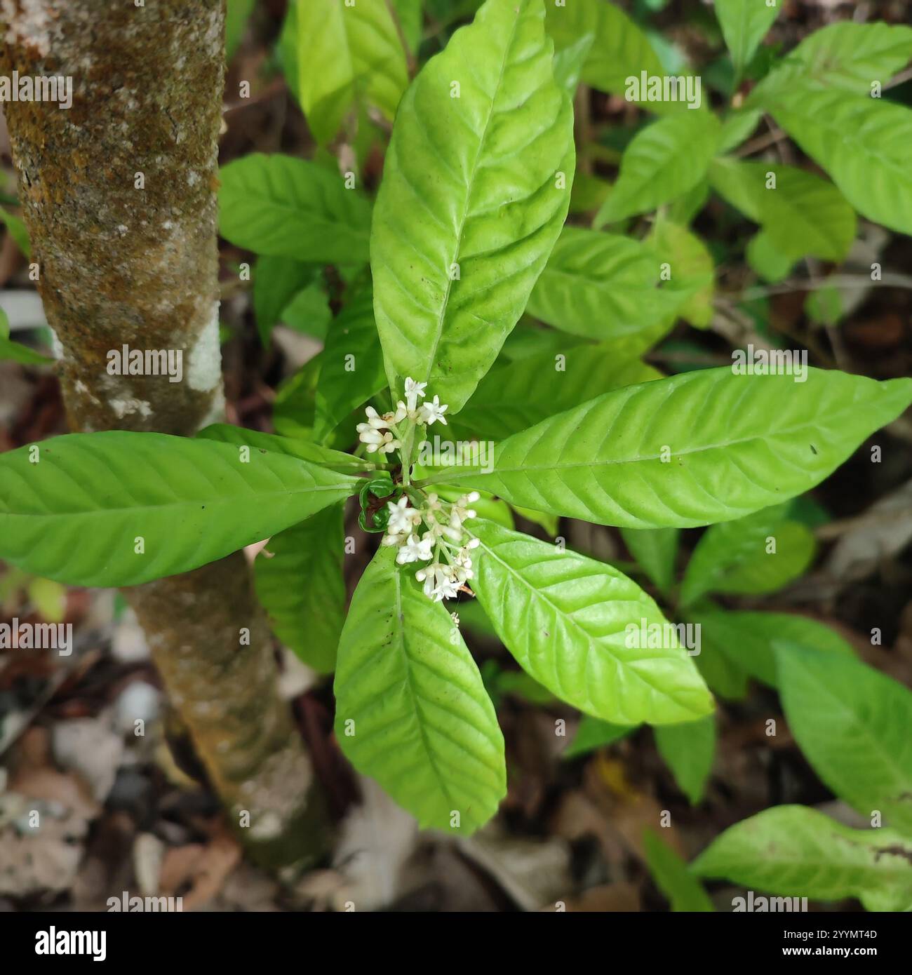 Shiny-leaved Wild Coffee (Psychotria nervosa Stock Photo - Alamy