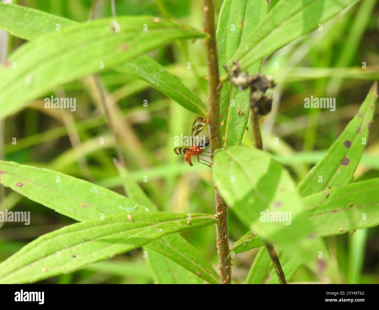 Tritoxa incurva hi-res stock photography and images - Alamy