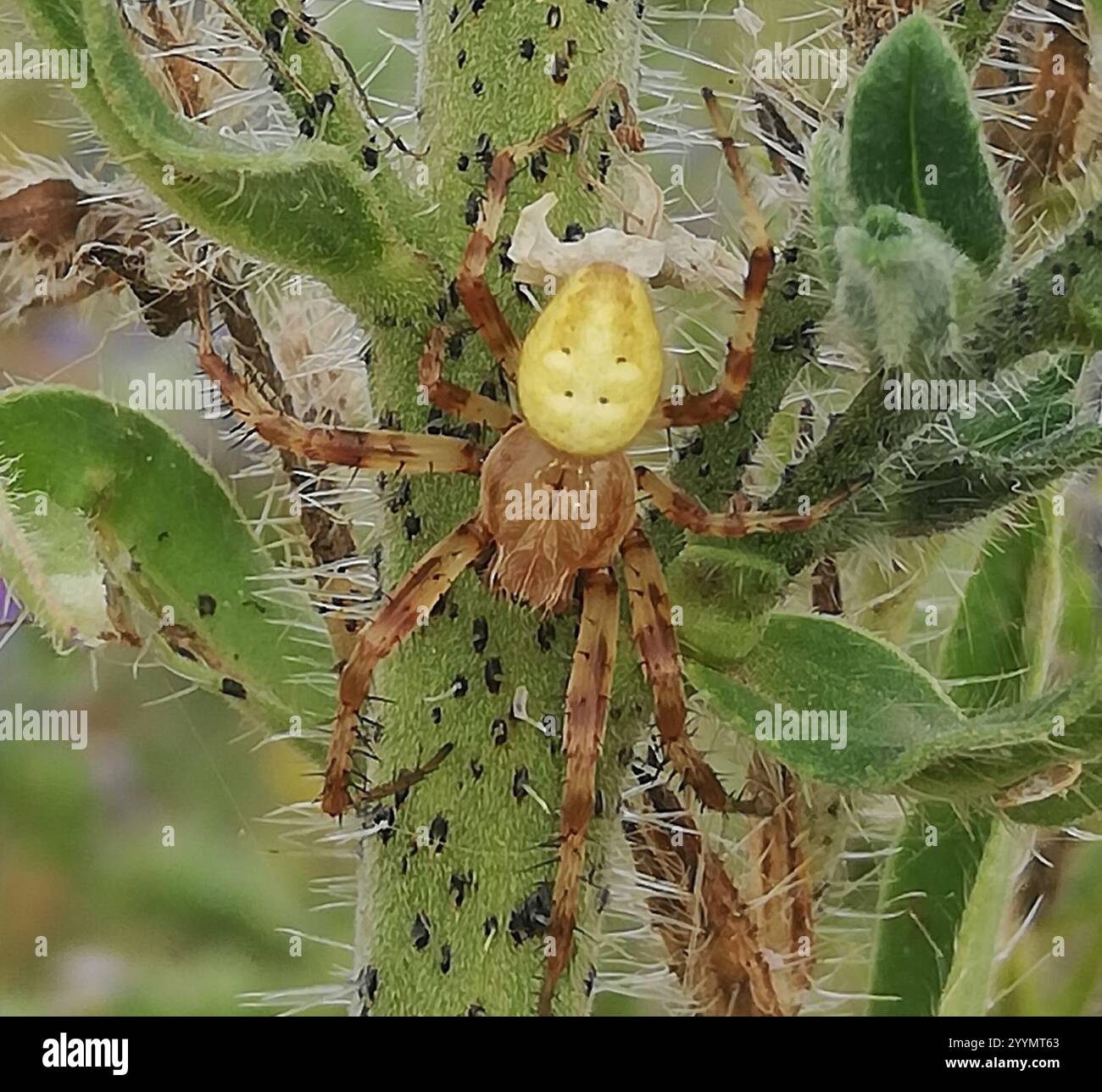 Four-spot Orbweaver (Araneus quadratus Stock Photo - Alamy